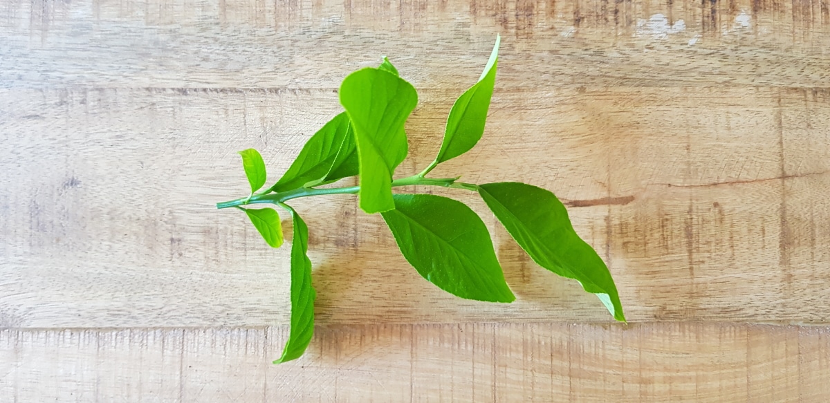 Citroenplant stekken - MijnPlant.info