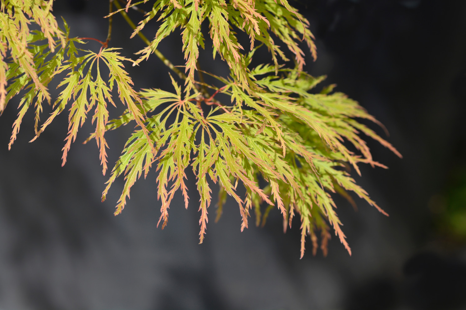 Japanse Esdoorn (Acer Palmatum) - Verzorging & info - MijnPlant.info