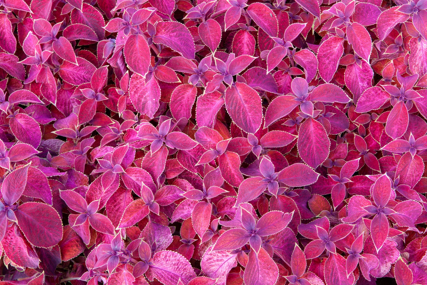 Siernetel (Coleus) - Verzorging & info - MijnPlant.info