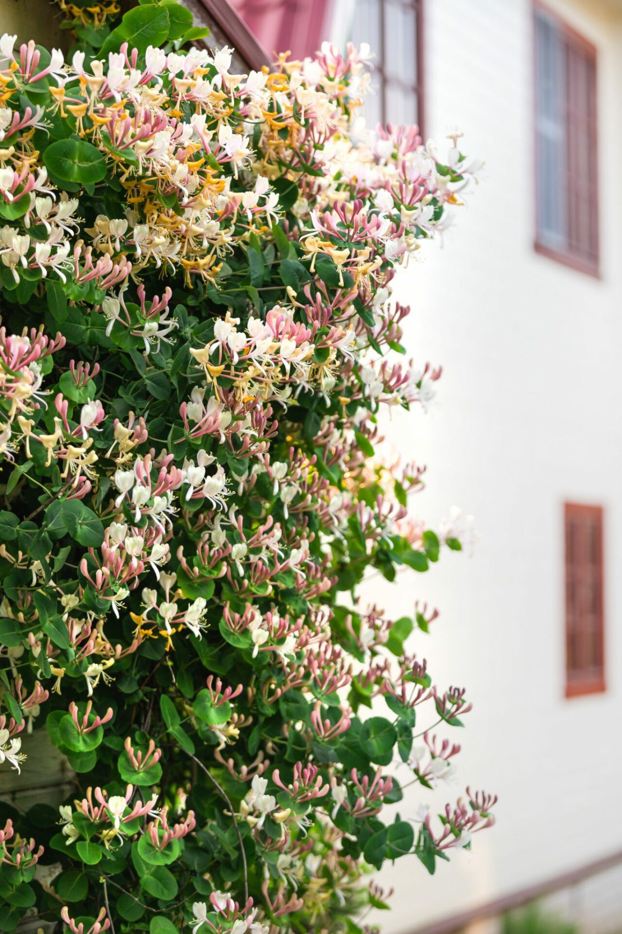 Kamperfoelie Lonicera Verzorging Info MijnPlant info