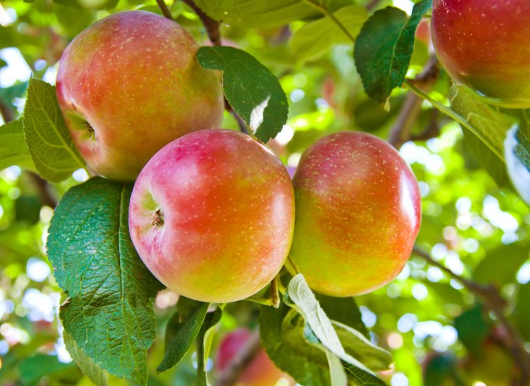 Malus Domestica: Verzorging van je Appelboom - MijnPlant.info