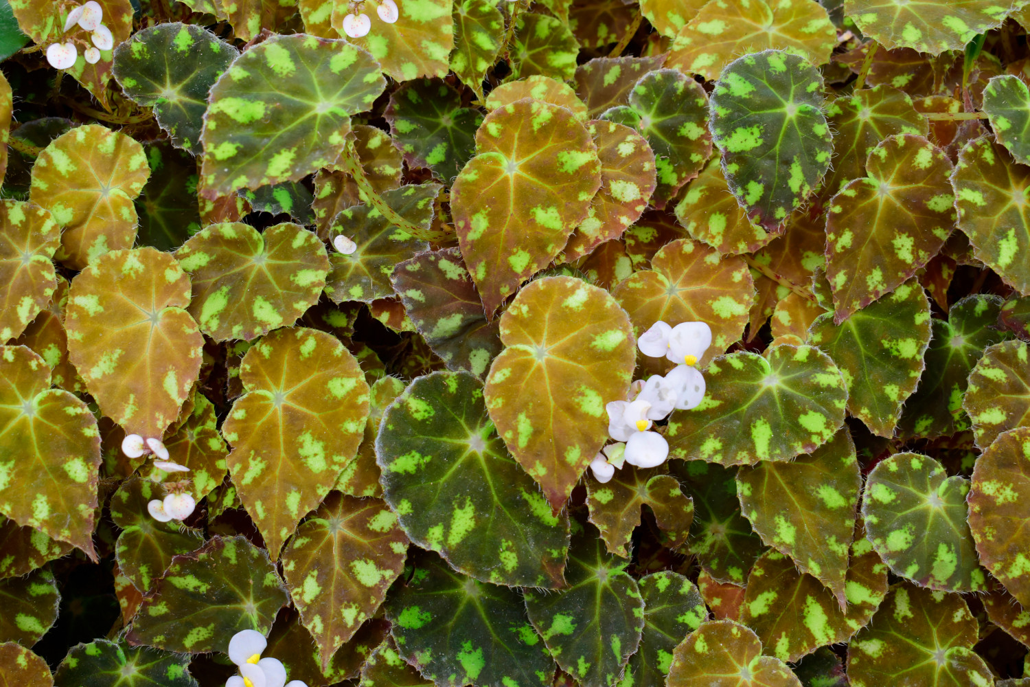 Begonia Bowerae "Tiger": info & verzorging - MijnPlant.info