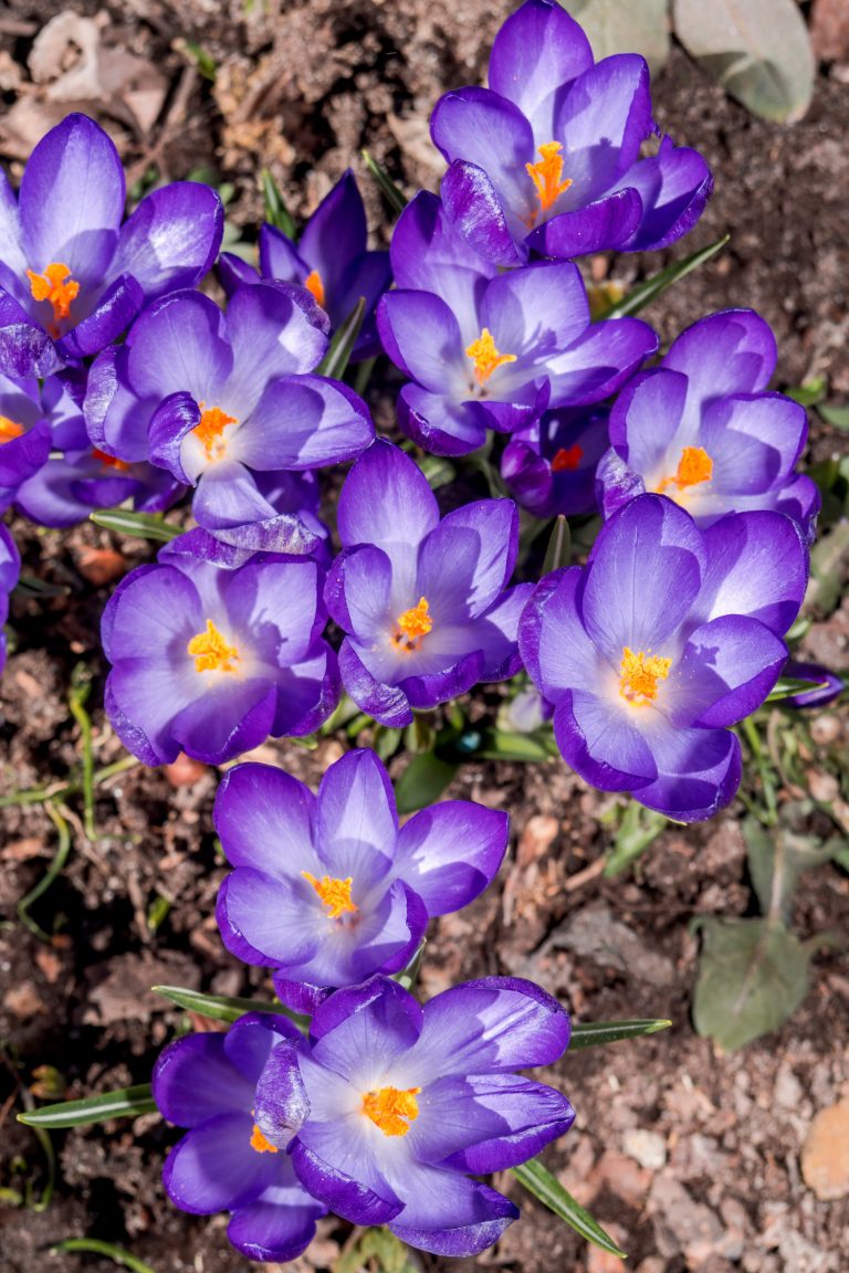 Krokus (Crocus) - Verzorging & info - MijnPlant.info
