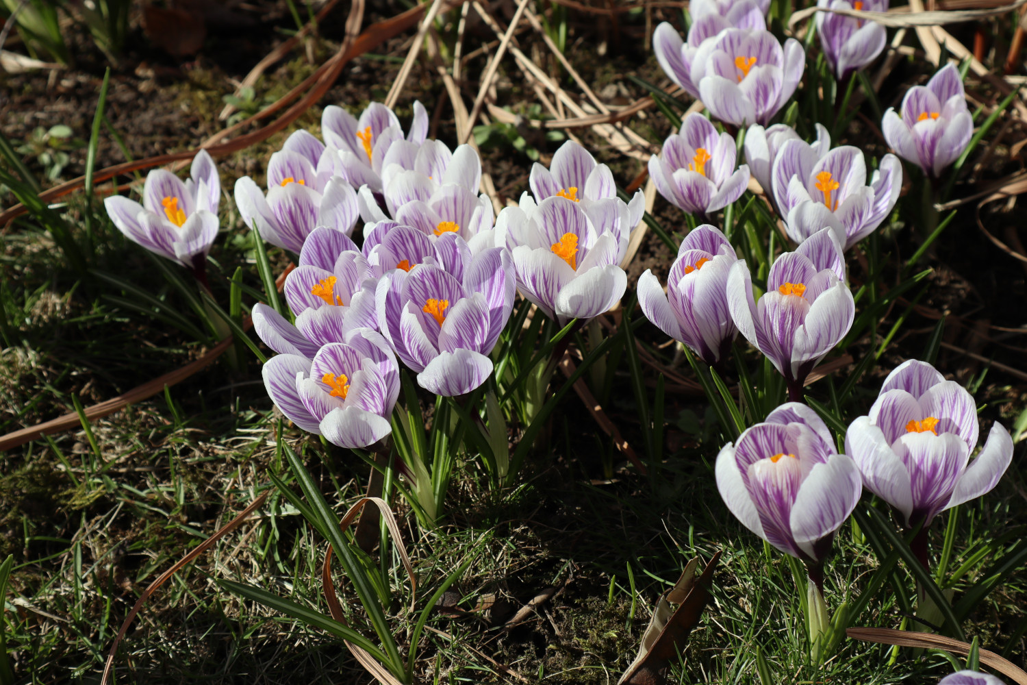 Krokus (Crocus) - Verzorging & info - MijnPlant.info