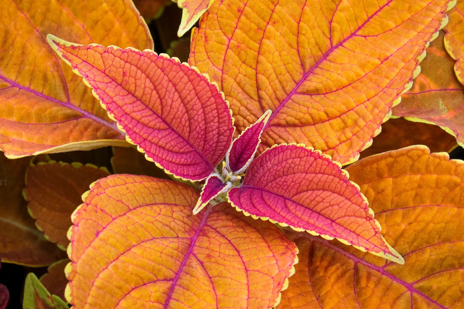 Siernetel (Coleus) - Verzorging & info - MijnPlant.info