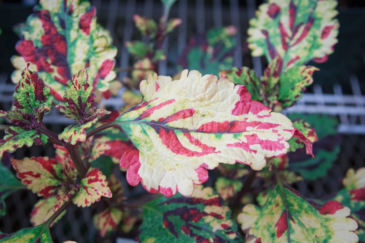 Buntnessel (Coleus) - Pflege, Tipps, Ratschläge - MijnPlant.info