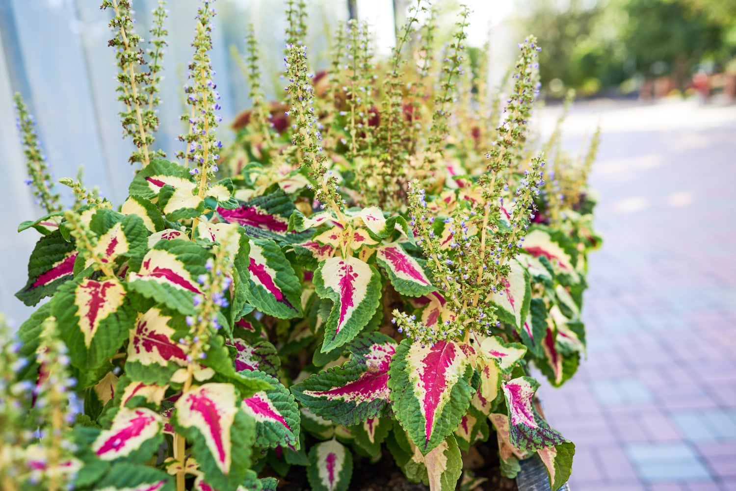 Siernetel (Coleus) - Verzorging & info - MijnPlant.info