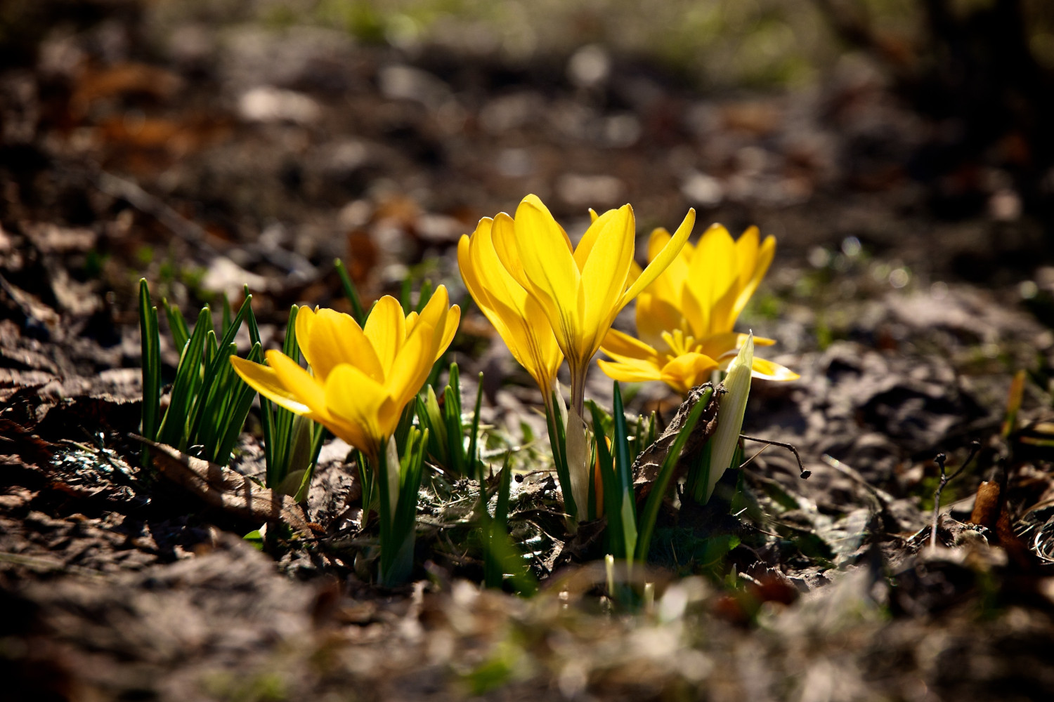 Krokus (Crocus) - Verzorging & info - MijnPlant.info