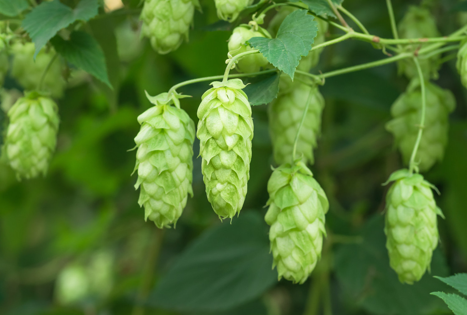 Hop plant - verzorging & info - MijnPlant.info
