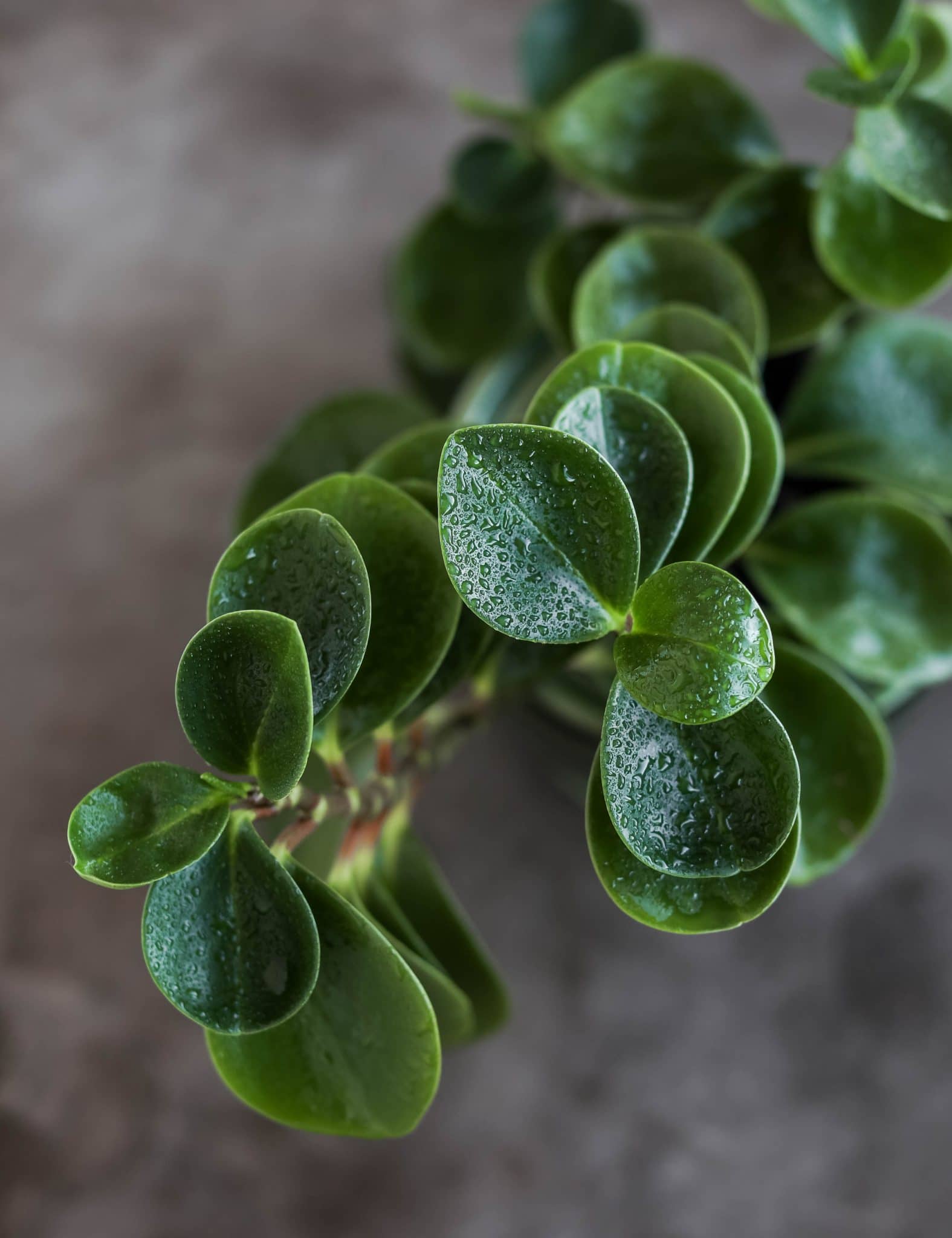 Peperomia Obtusifolia - Verzorging & info - MijnPlant.info