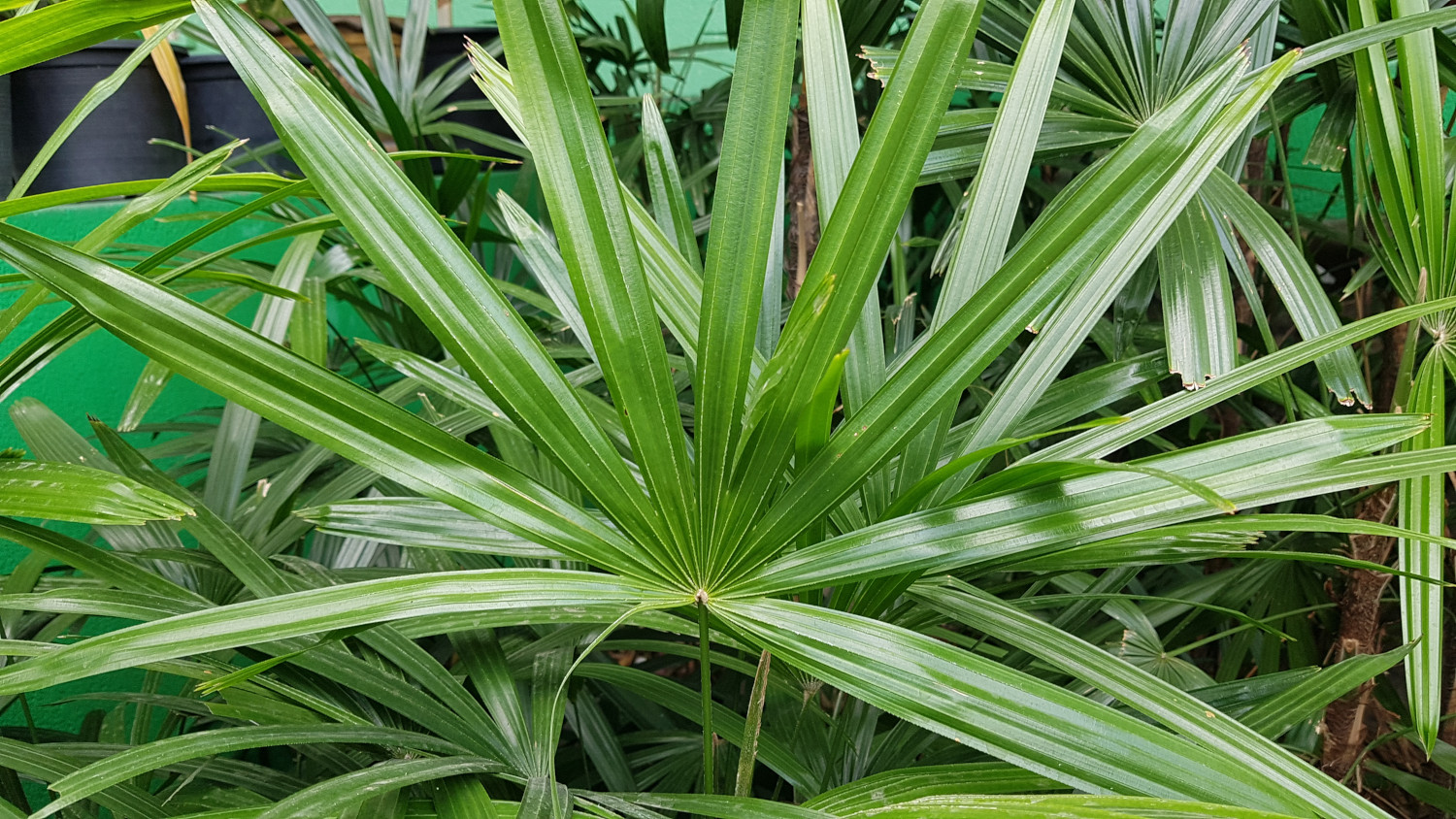 Rhapis (Stokpalm) - Verzorging & info - MijnPlant.info