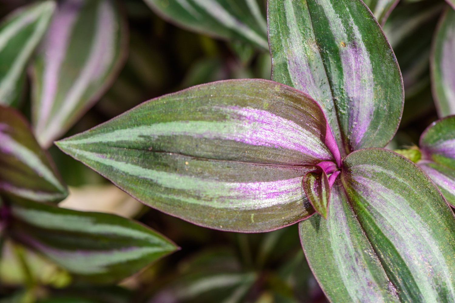 Tradescantia Zebrina - Verzorging & info - MijnPlant.info