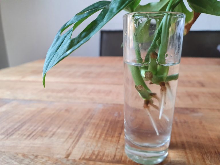 Monstera Adansonii stekken in 4 stappen - MijnPlant.info