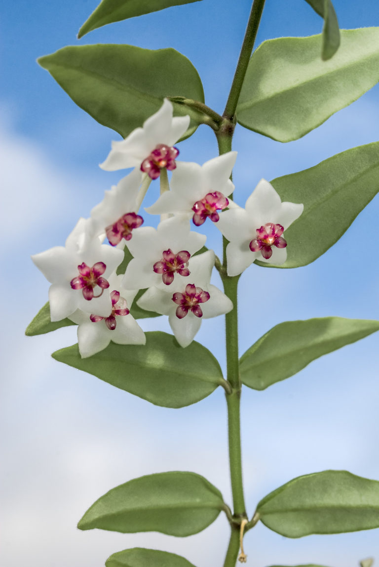Hoya Bella (kleine Wasbloem) - Verzorging & info - MijnPlant.info