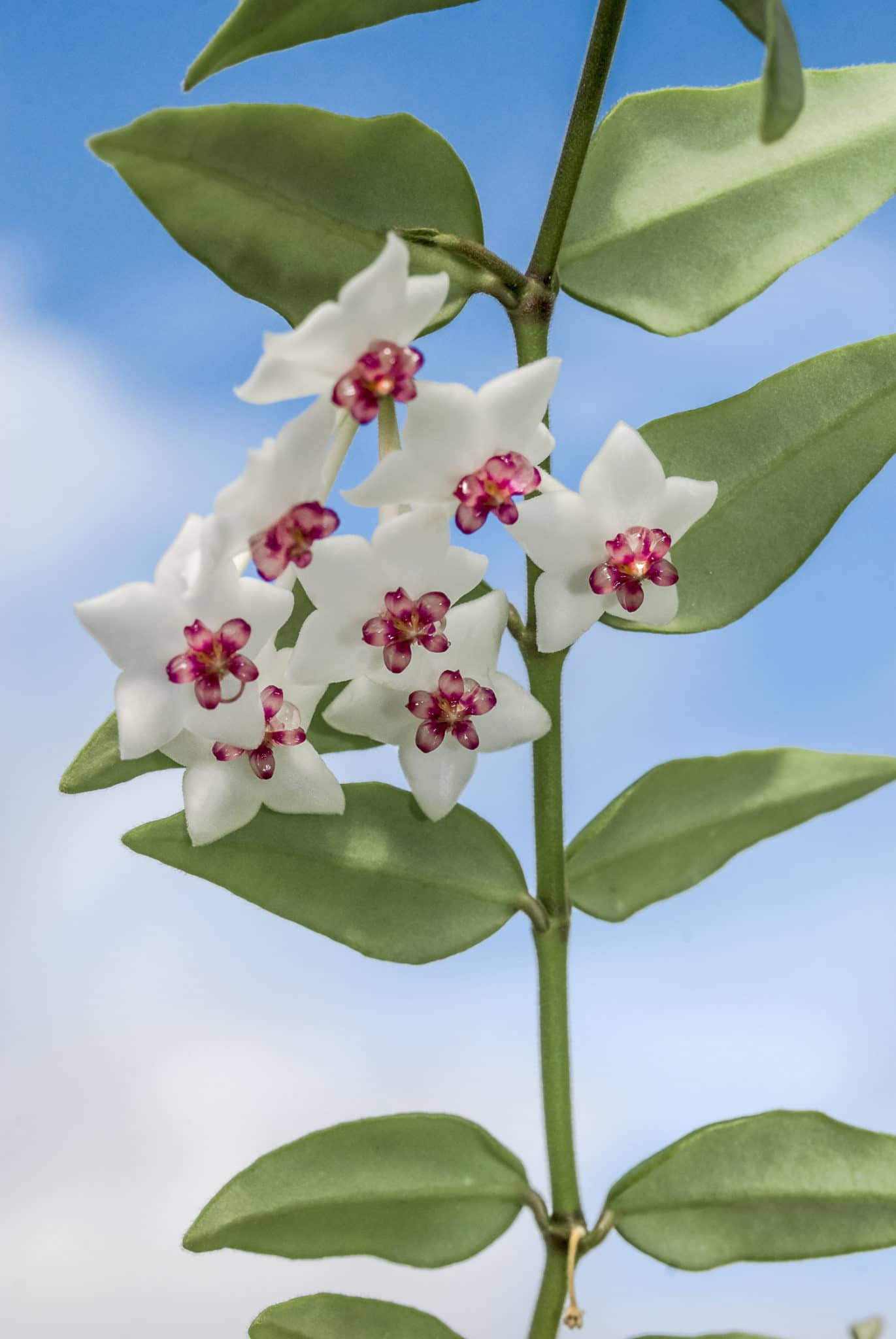 Hoya Bella (kleine Wasbloem) - Verzorging & info - MijnPlant.info