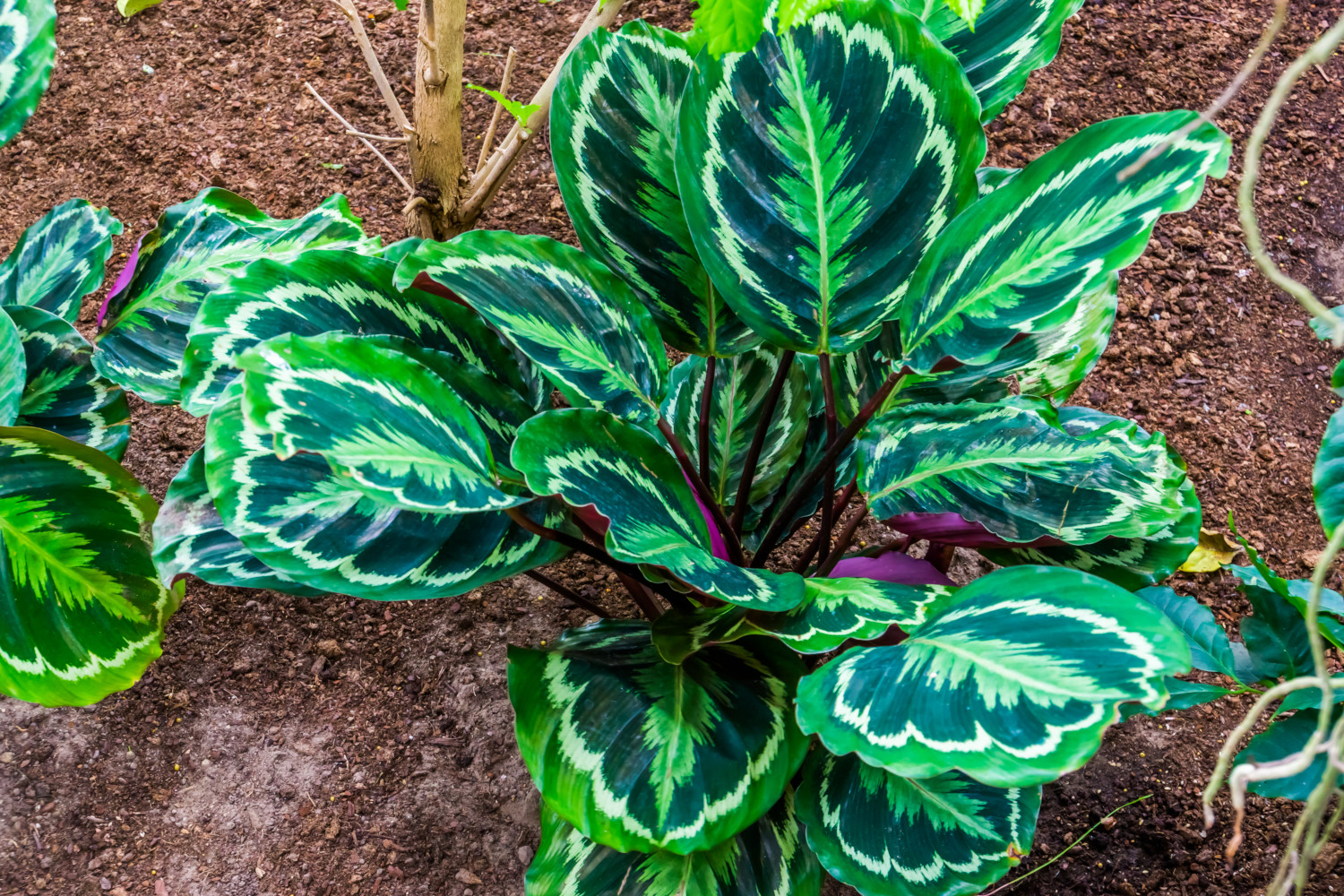 Calathea Roseopicta - Verzorging & info - MijnPlant.info
