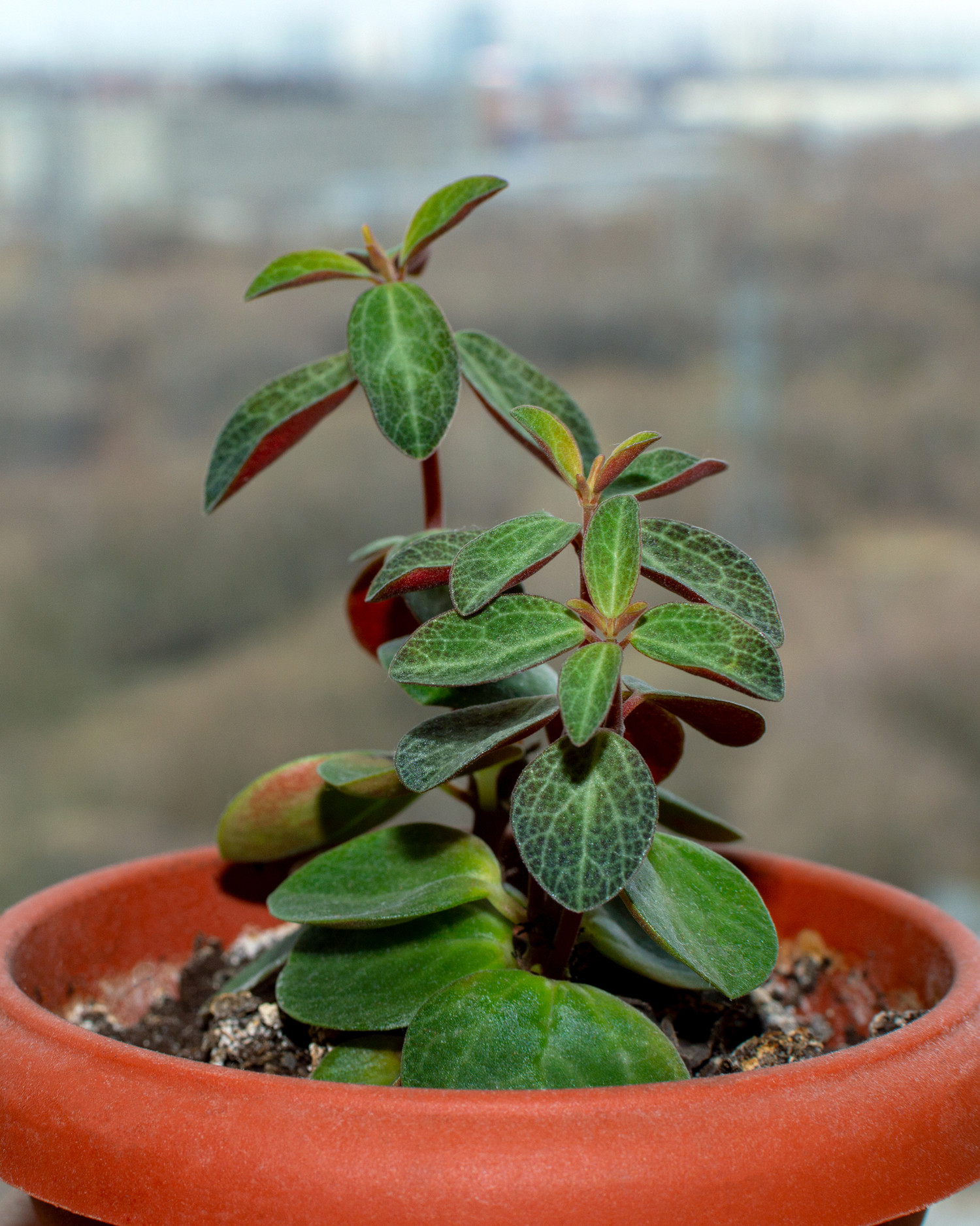 Peperomia Verticillata - Verzorging & info - MijnPlant.info
