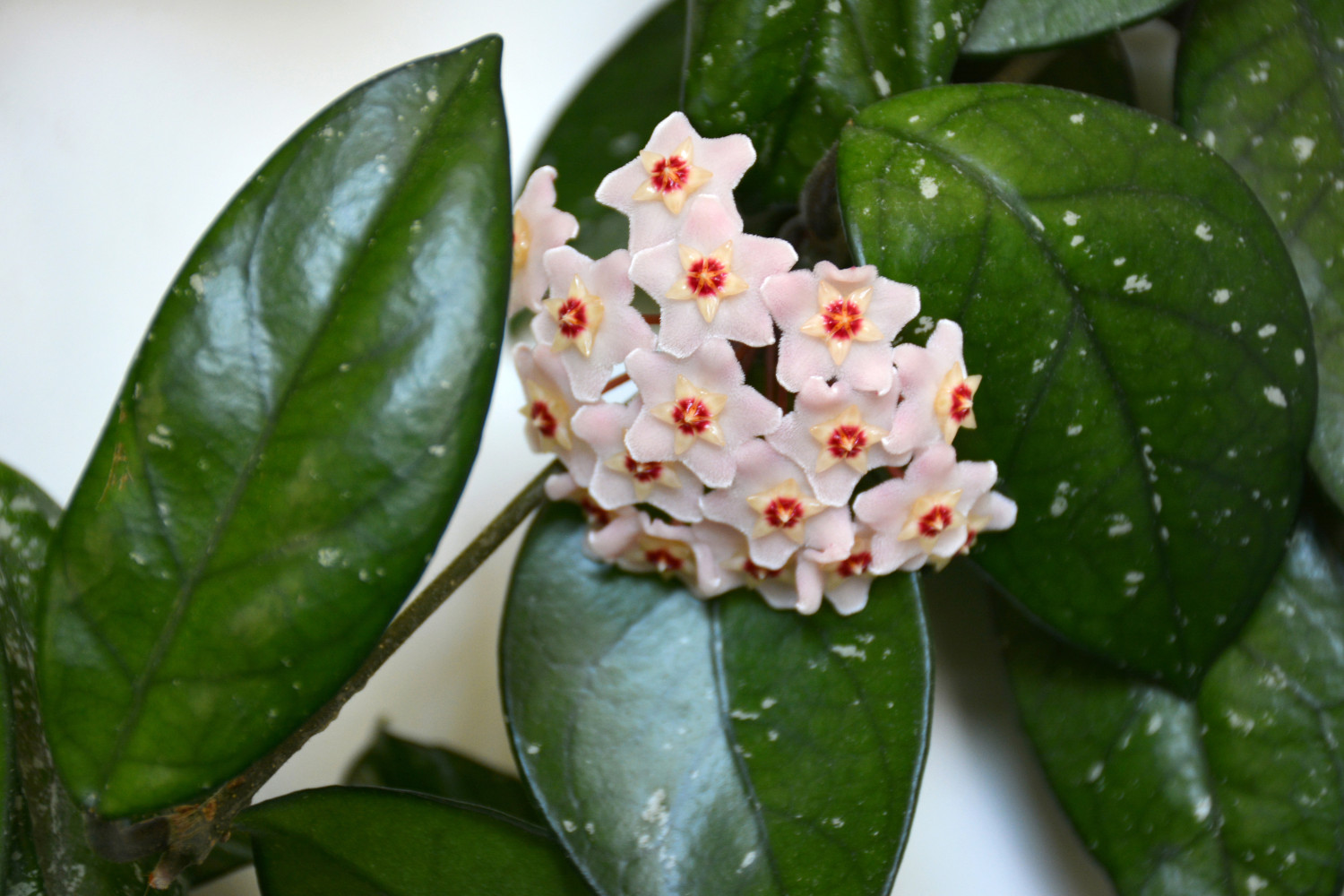 Hoya - verzorging & info - MijnPlant.info