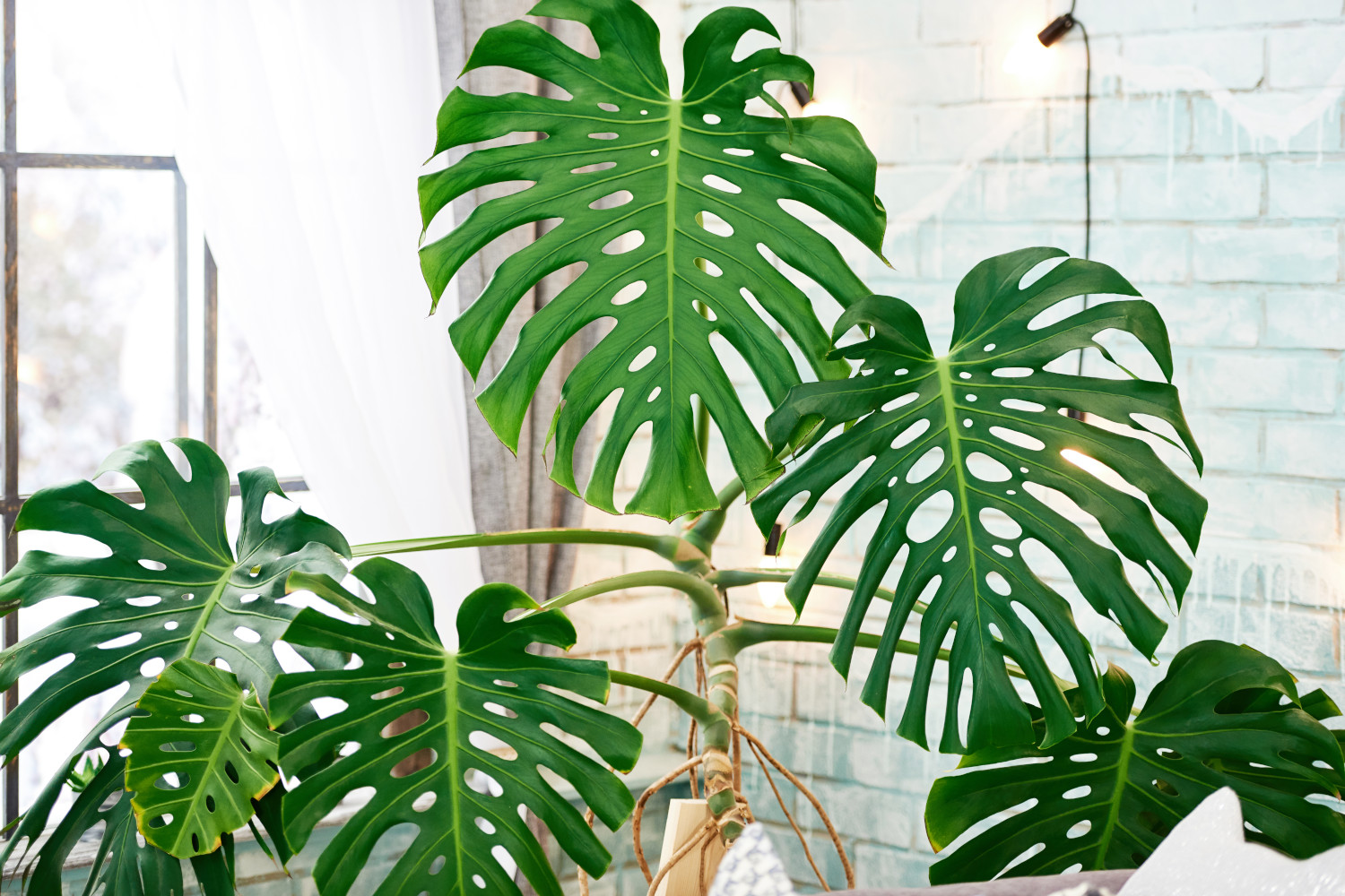 Monstera - Pflege & Kauf - MijnPlant.info