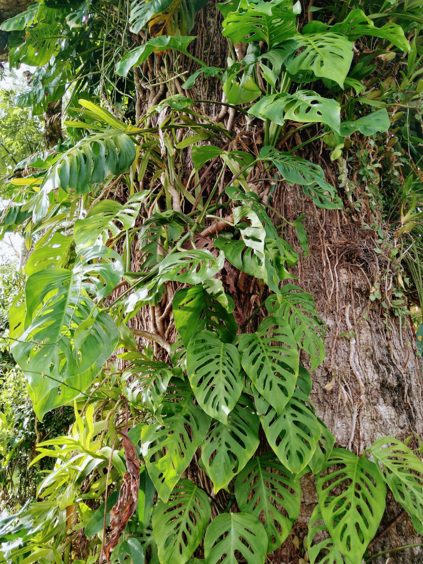 Monstera - Verzorging & info - MijnPlant.info