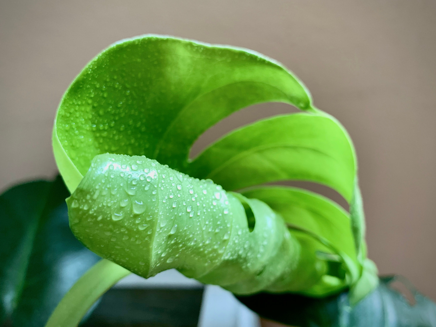 Monstera - Verzorging & info - MijnPlant.info