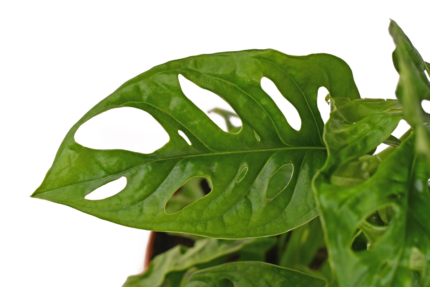 Monstera - Verzorging & info - MijnPlant.info