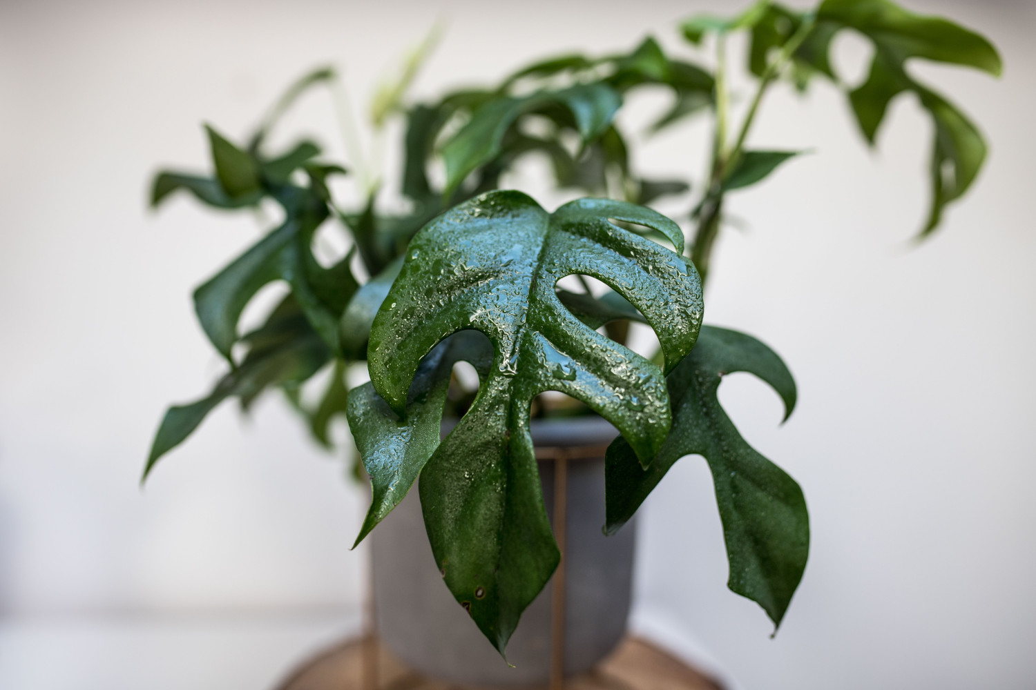Monstera - Verzorging & info - MijnPlant.info