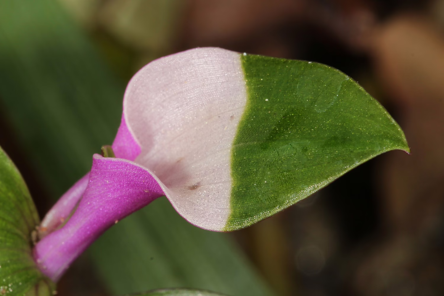 Tradescantia Blushing Bride • Verzorging & info • MijnPlant