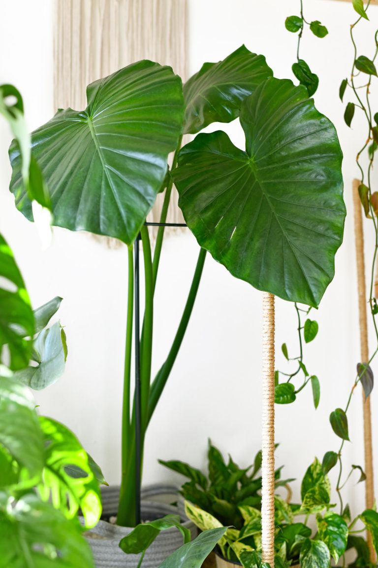 Alocasia Calidora - Verzorging & info - MijnPlant.info