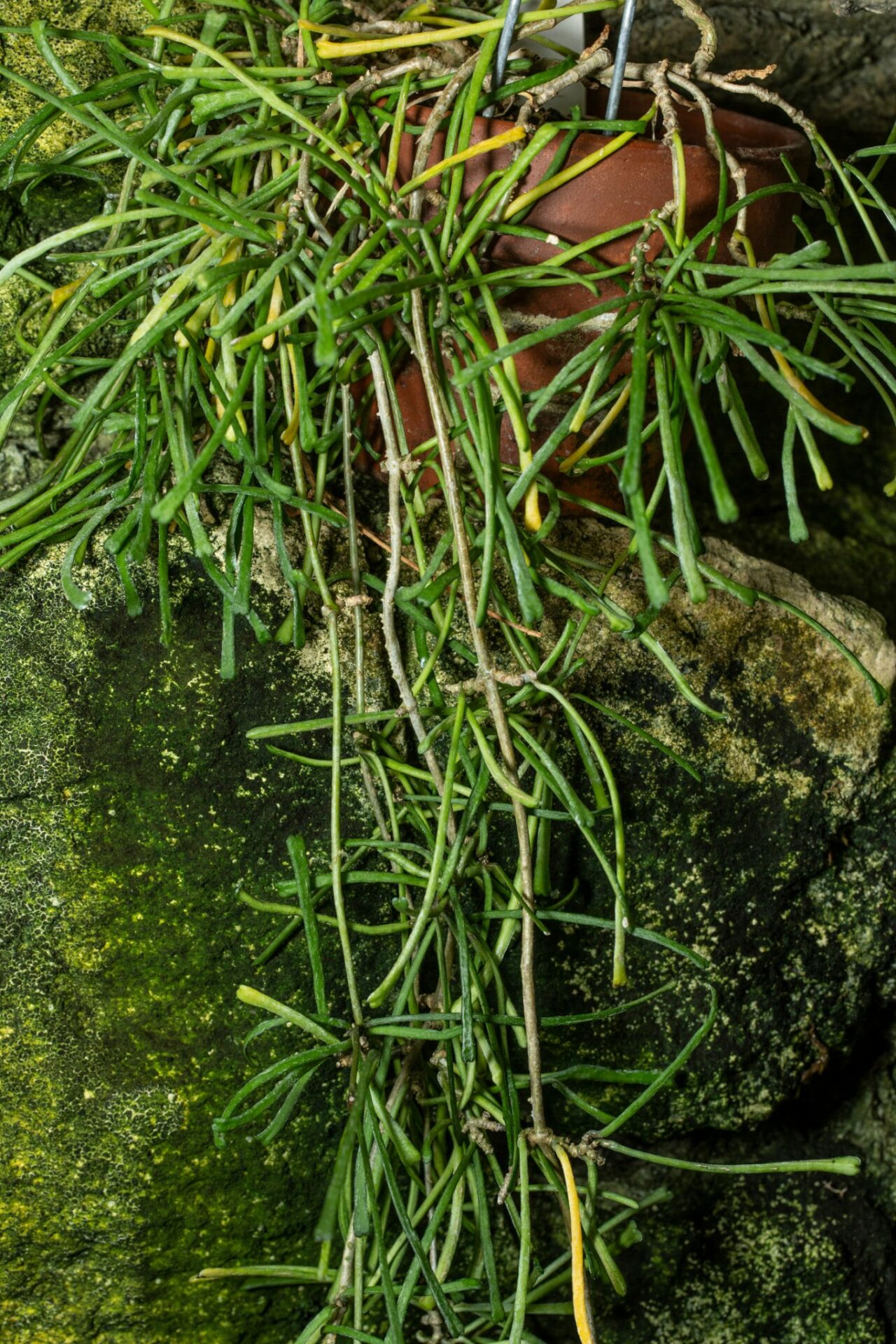 Hoya Retusa - Verzorging & info - MijnPlant.info