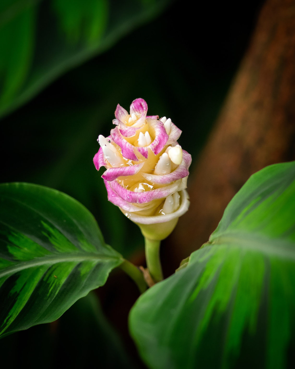 Calathea Warscewiczii - MijnPlant