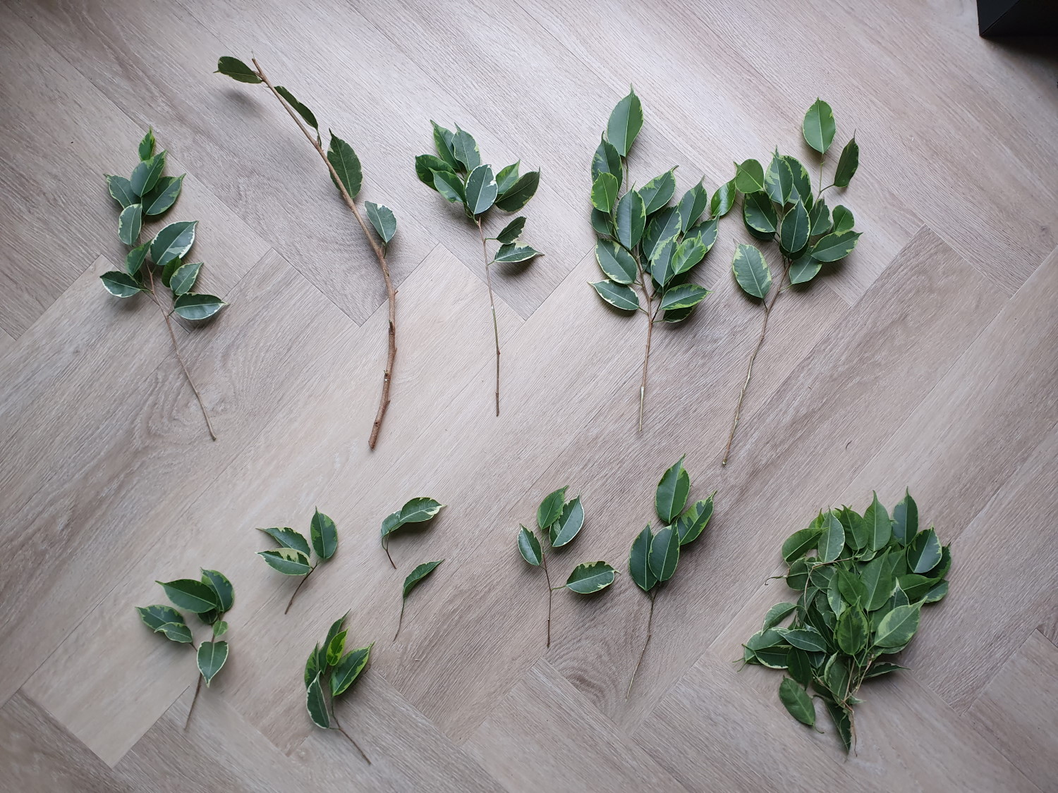 Ficus Benjamina stekken - MijnPlant.info