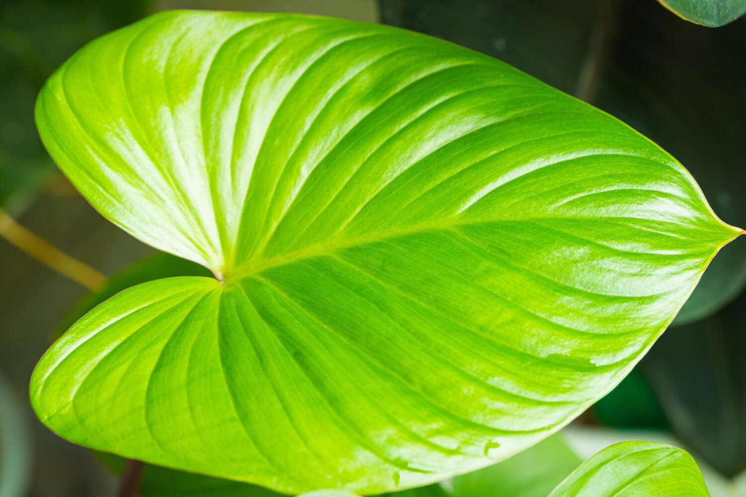 Homalomena • Verzorging & info • MijnPlant