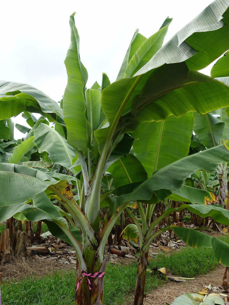 Bananenplant buiten? Zo verzorgen! - MijnPlant.info