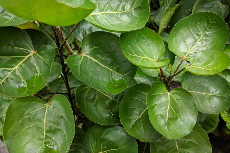 Polyscias fabian - Verzorging & info - MijnPlant.info