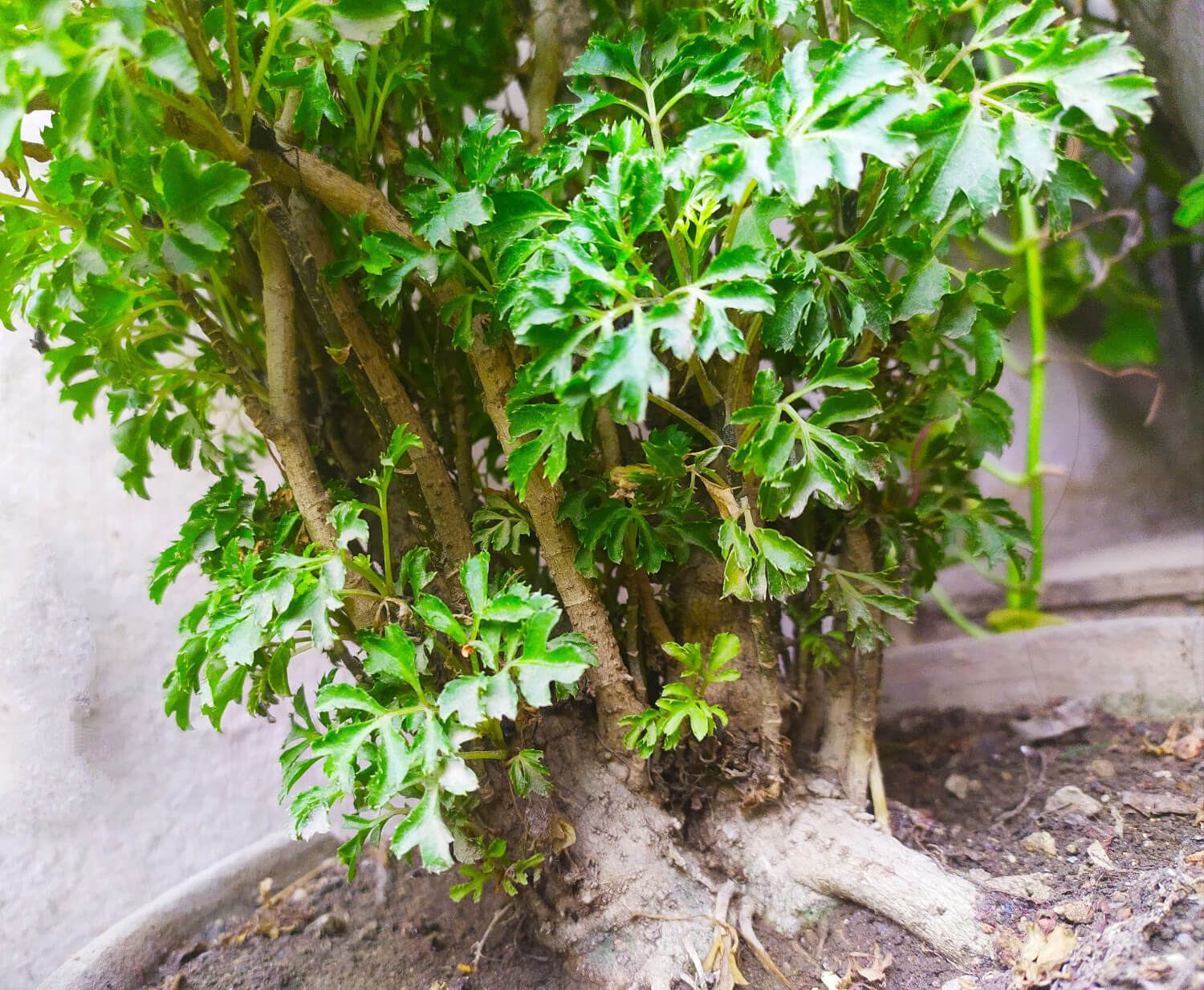 Polyscias ming - MijnPlant