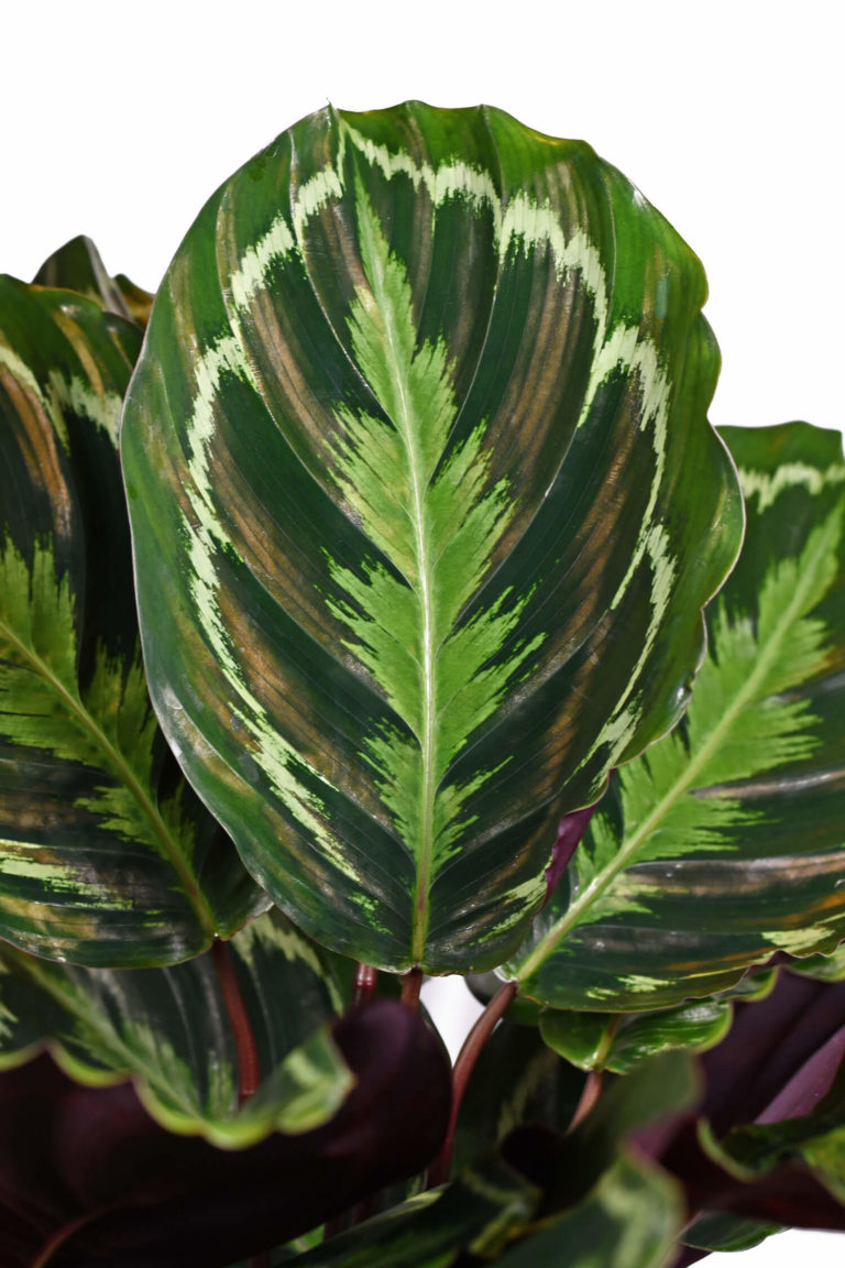 Calathea Medaillon - verzorging & info - MijnPlant.info