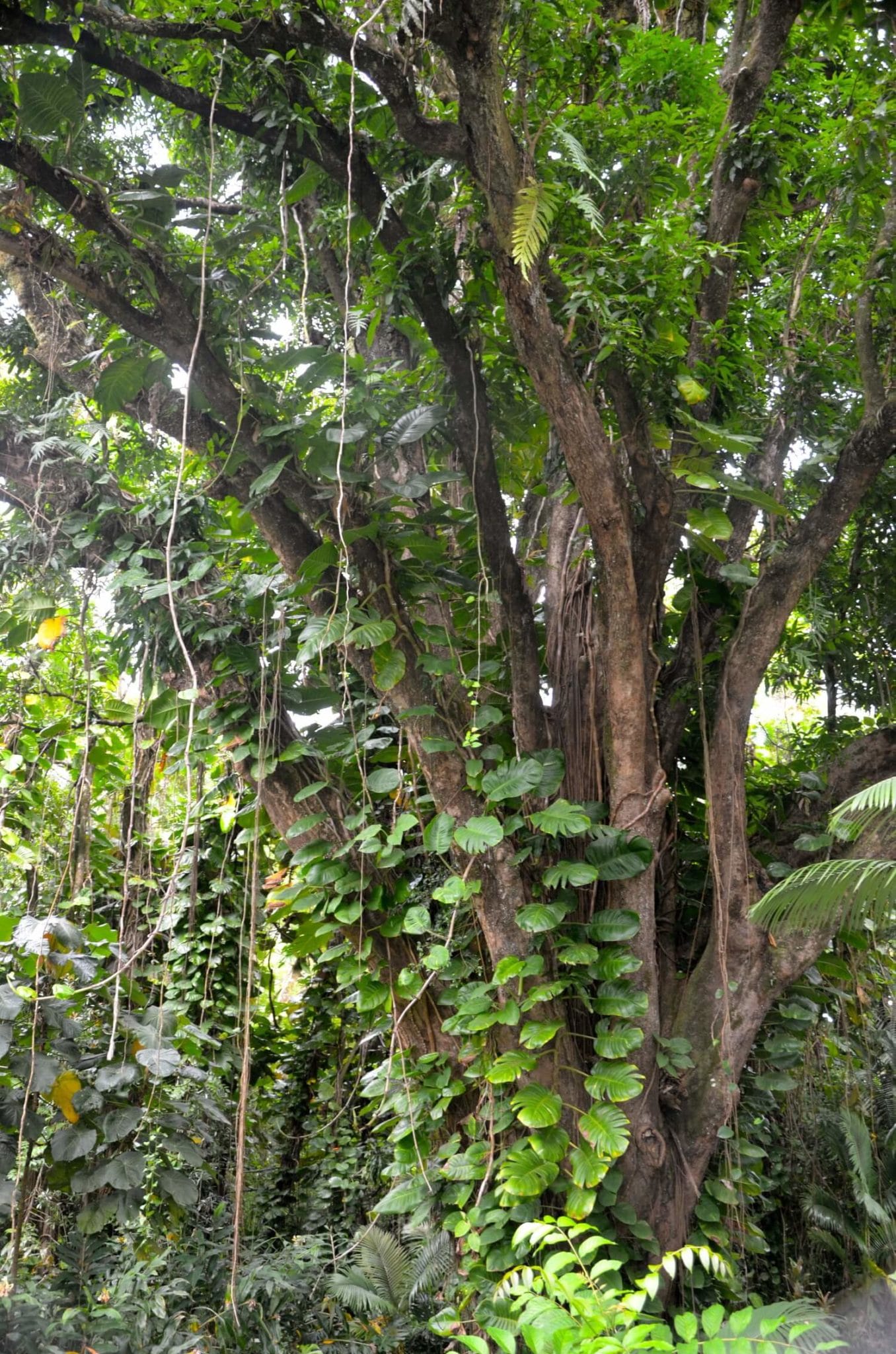 Monstera opbinden - aanpak & tips - MijnPlant.info