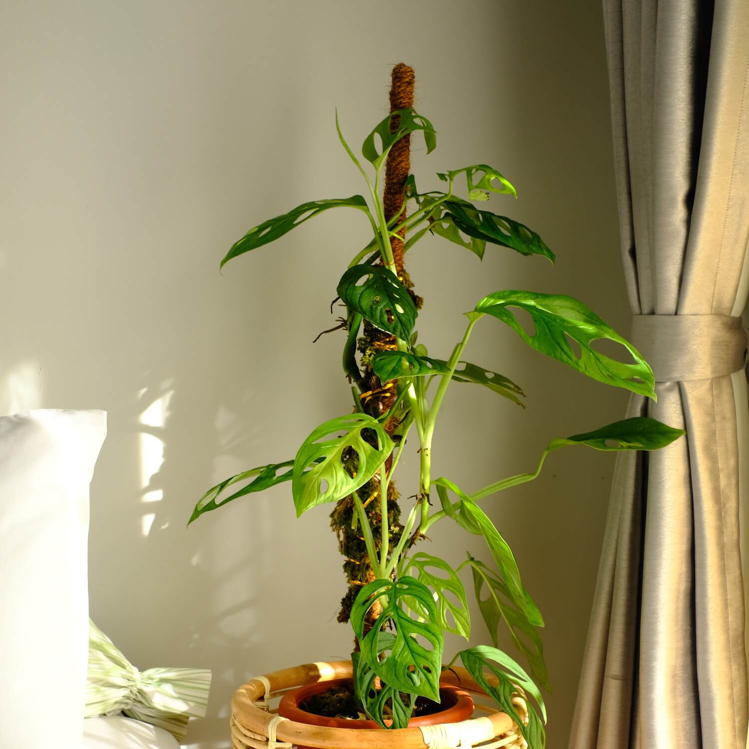 Monstera opbinden - aanpak & tips - MijnPlant.info