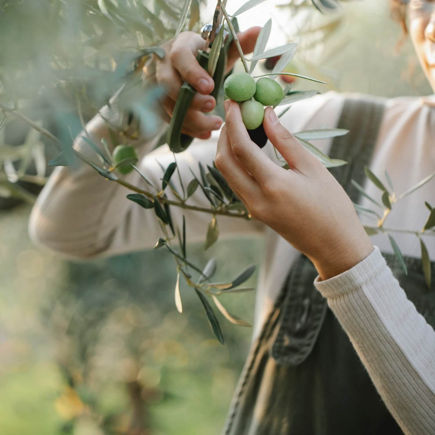 Olijfboom stekken - 3 manieren die altijd werken - MijnPlant.info