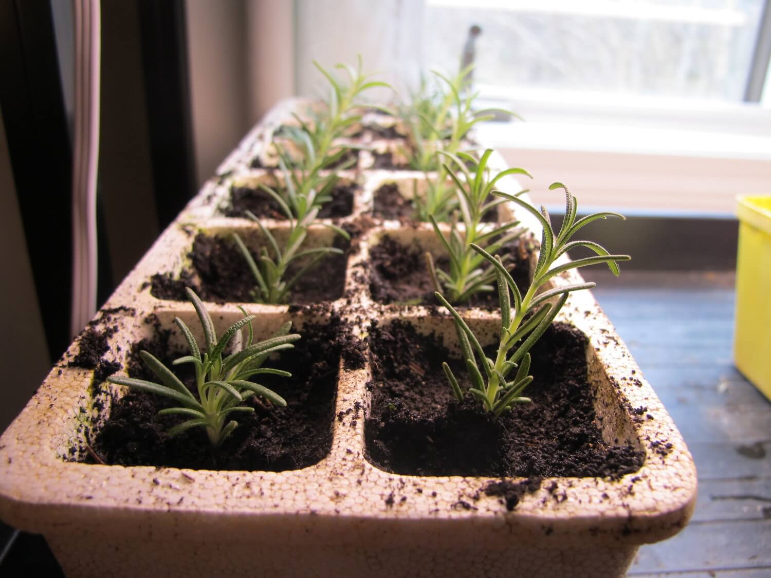 Rozemarijn stekken - Met deze tips lukt het altijd! - MijnPlant.info