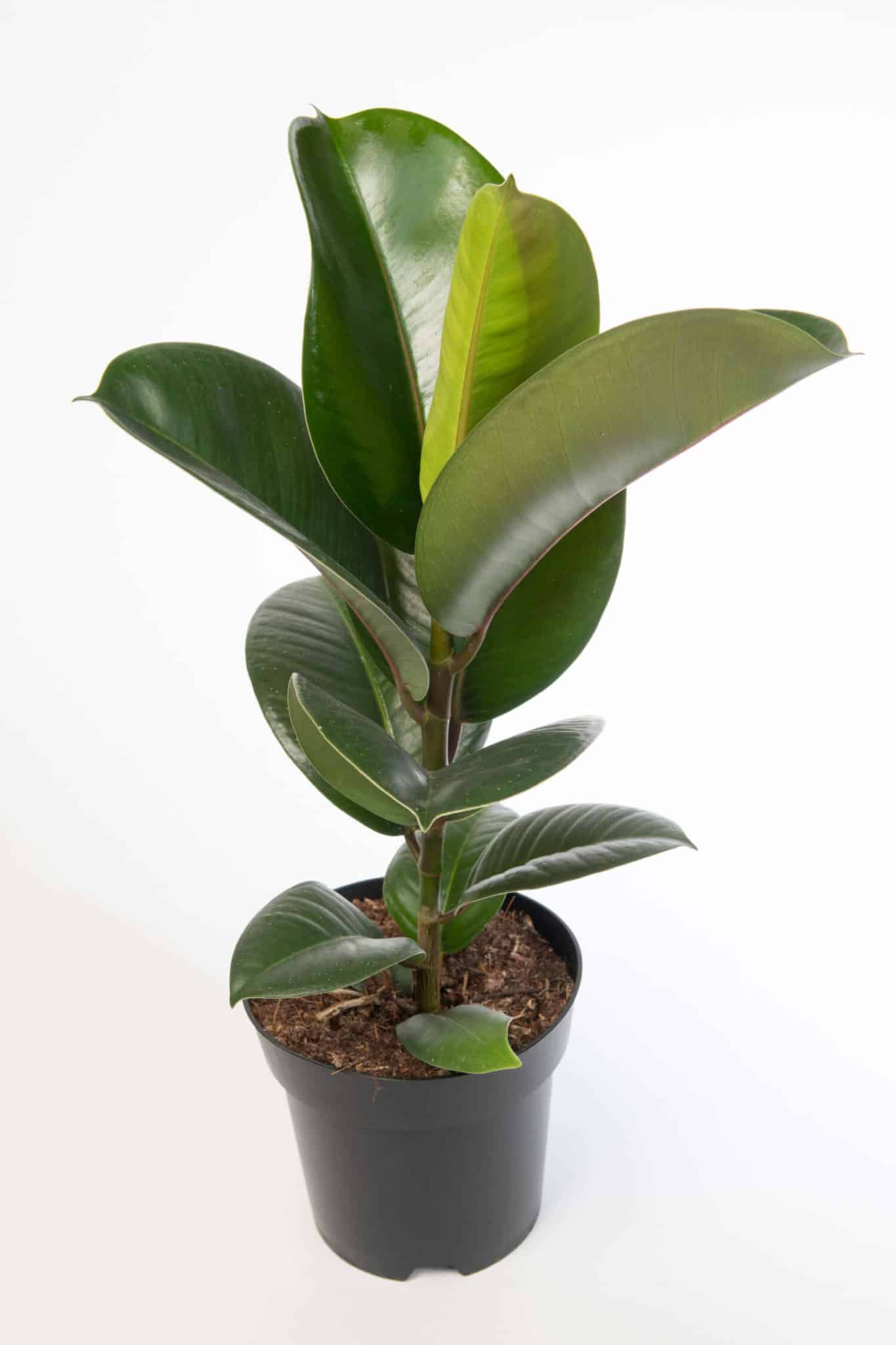 Ficus soorten - Mooiste soorten met foto's - MijnPlant.info