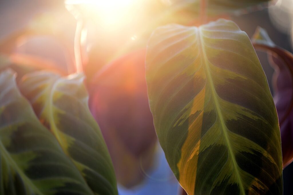 Waarom heeft mijn calathea gele bladeren? - MijnPlant.info