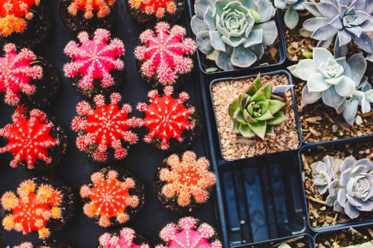 Vetplant soorten: ontdek de populairste & vezorgings tips | MijnPlant.info