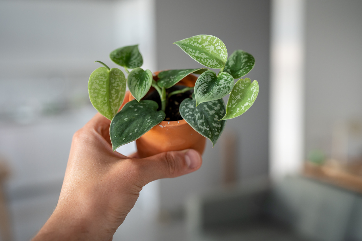Scindapsus Pictus: Verzorging, Kenmerken & Tips - MijnPlant.info