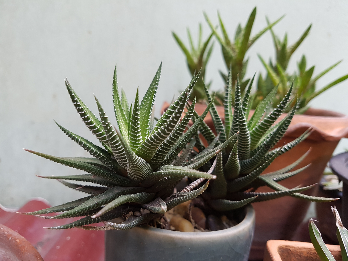 Vetplant Soorten: Ontdek de Populairste & Tips| Mijnplant