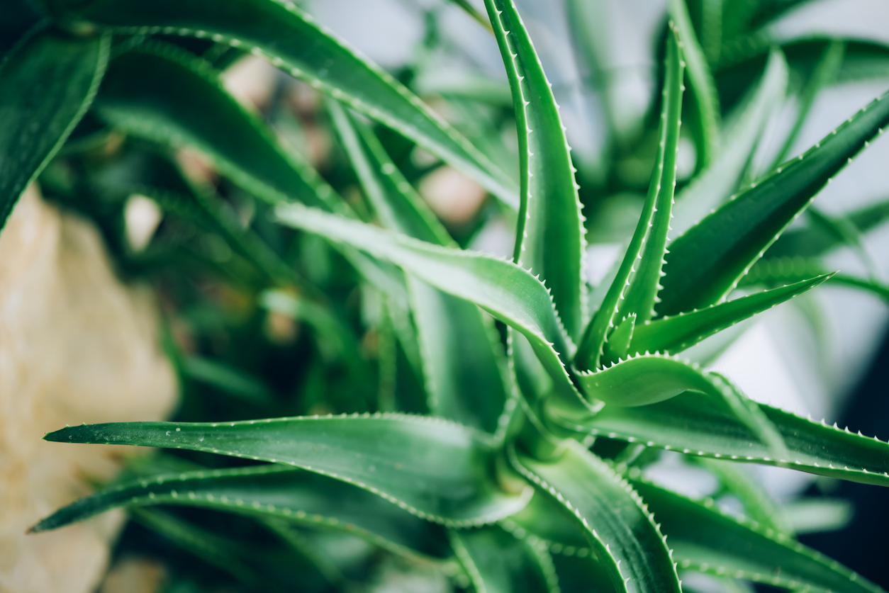 Vetplant Soorten: Ontdek de Populairste & Hun Verzorging - MijnPlant