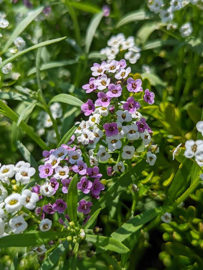 De Lobularia maritima (Alyssum) - MijnPlant.info