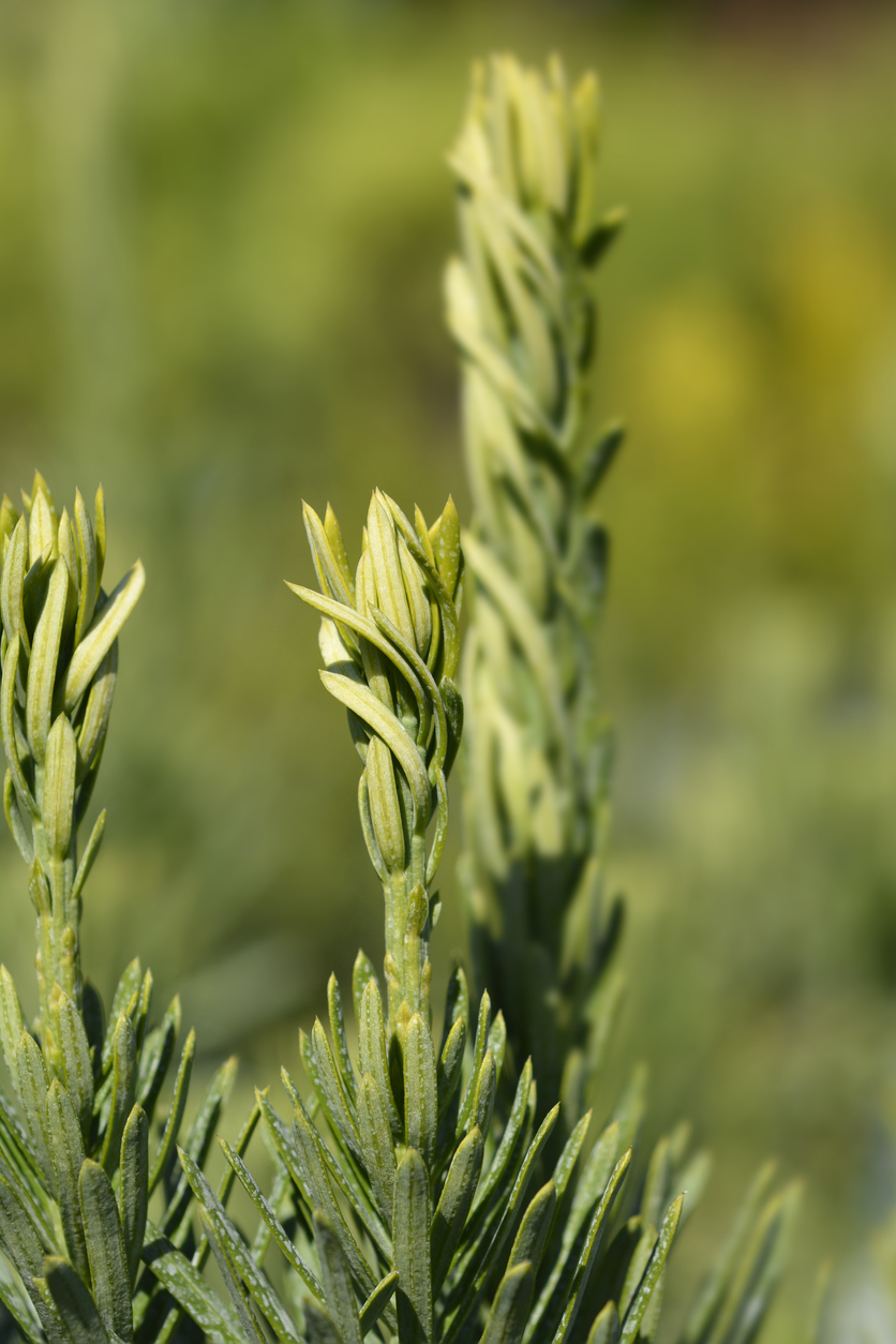 Cephalotaxus harringtonia - MijnPlant.info