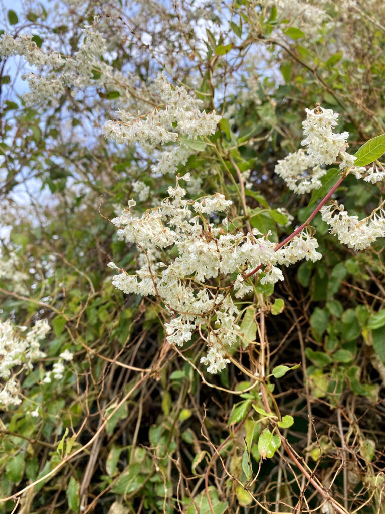 De fallopia baldschuanica - MijnPlant.info